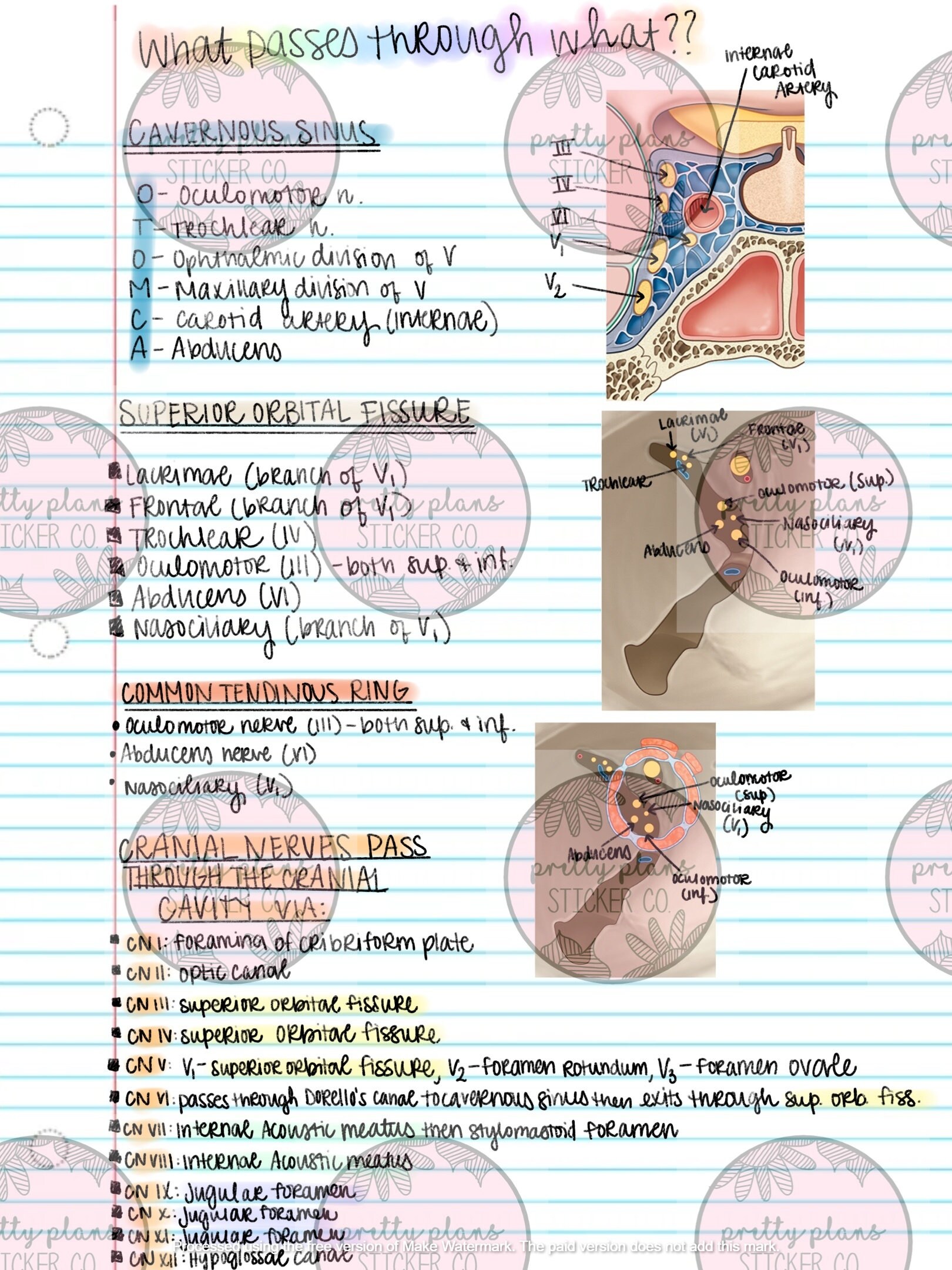 Neurology Notes: Med School Quick Reference Guide (PDF) - Etsy