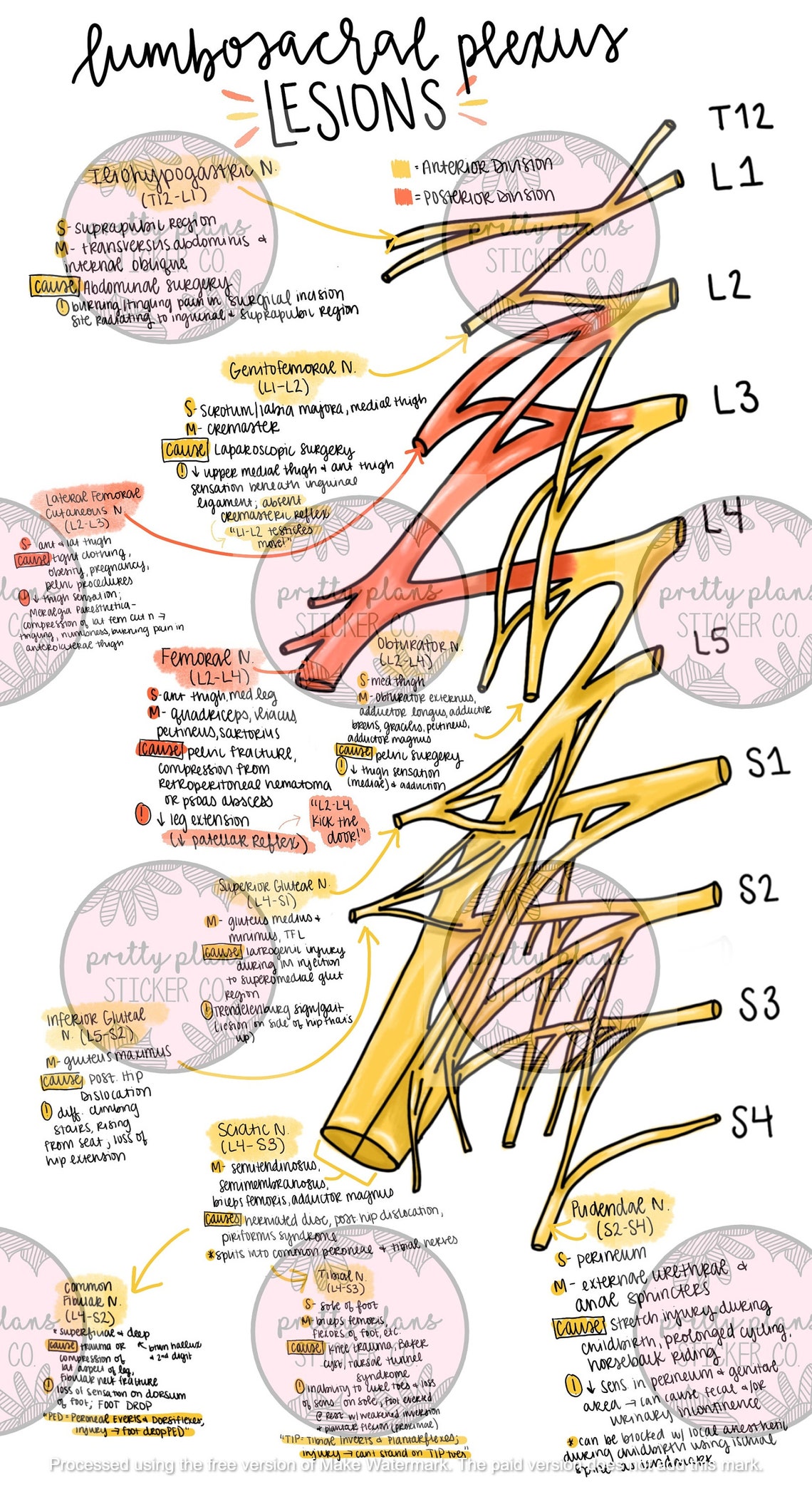 Neurology Notes: Med School Quick Reference Guide (PDF) - Etsy