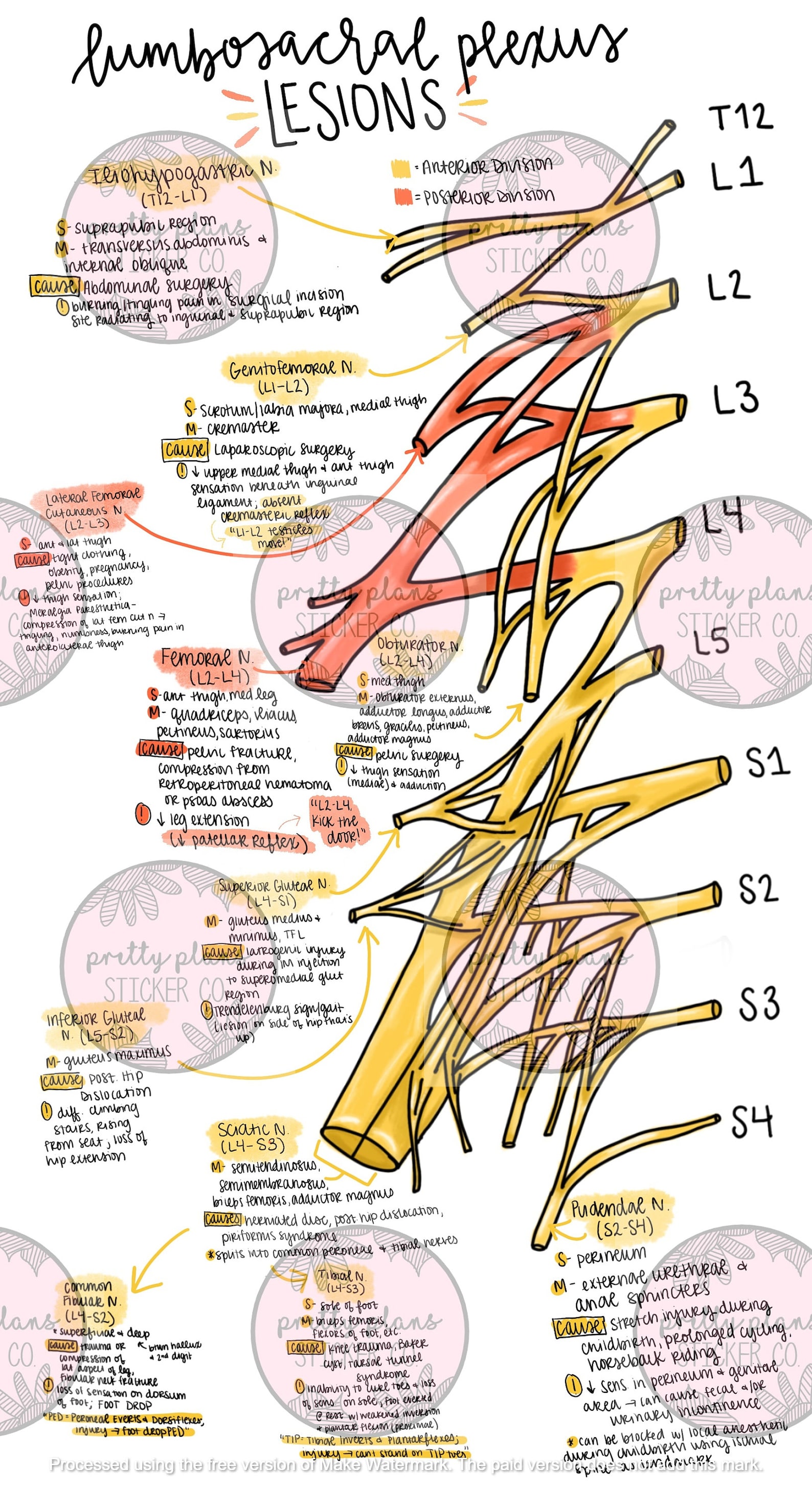 Neurology Notes: Med School Quick Reference Guide (PDF) - Etsy