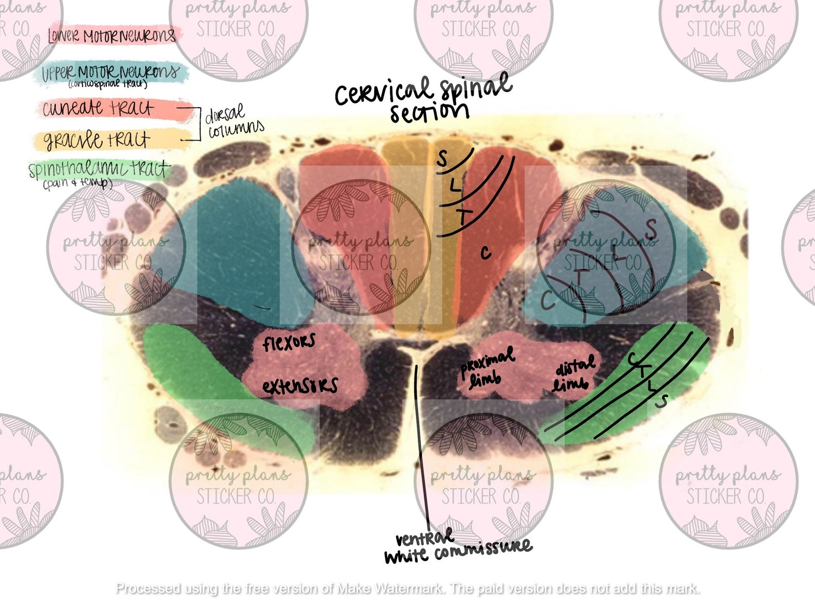 Neurology Notes: Med School Quick Reference Guide (PDF) - Etsy