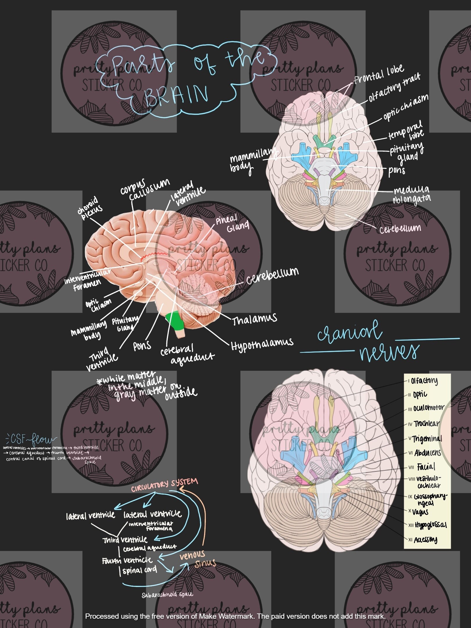 Neurology Notes: Med School Quick Reference Guide (PDF) - Etsy