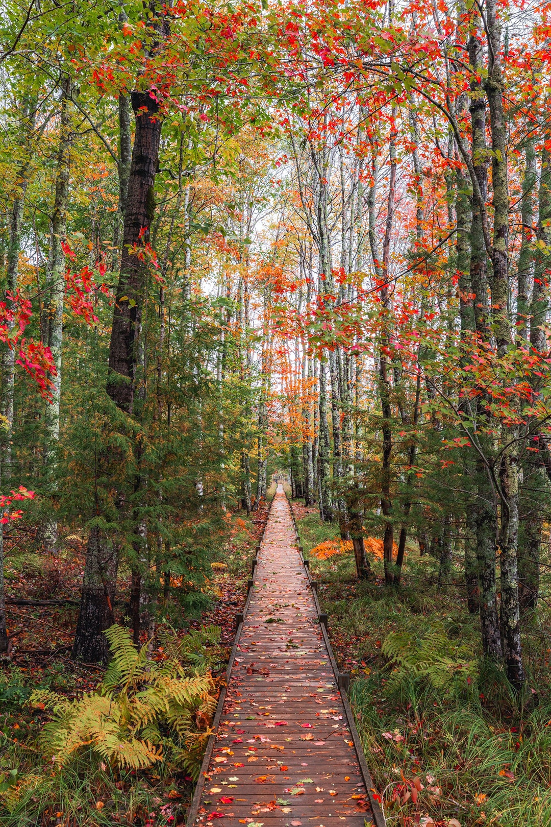 Acadia Fall Boardwalk bar Harbor, ME Landscape Photography Maine Acadia ...