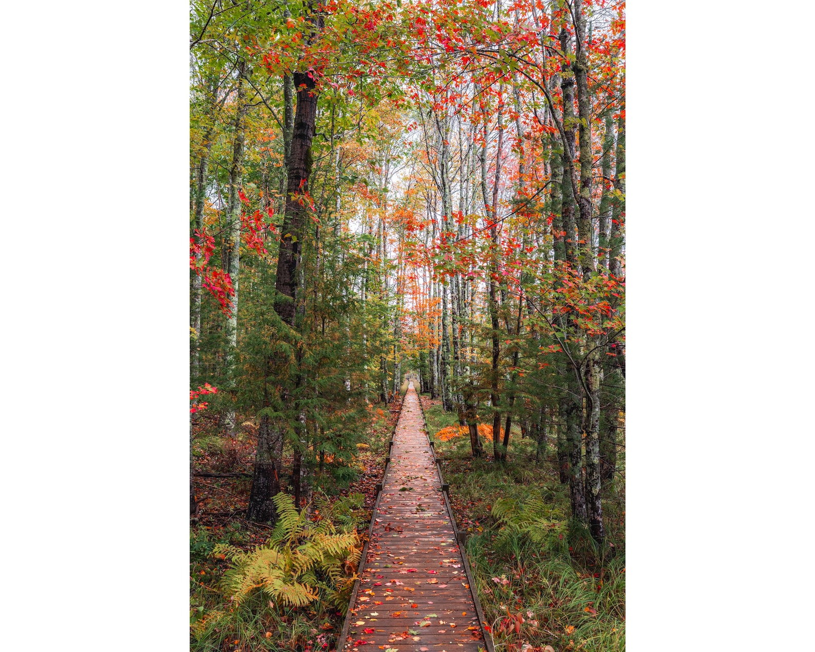 Acadia Fall Boardwalk (bar Harbor, ME) | Landscape Photography | Print ...