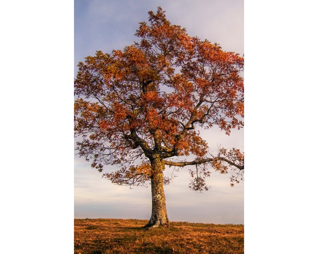 Fall Oak Tree (blue Ridge Parkway) | Landscape | Photography | North ...
