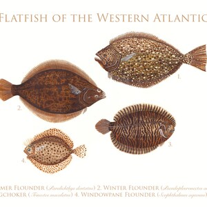 Flatfish Original Art Print - Etsy