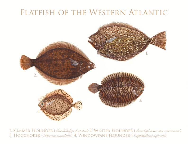 Flatfish Original Art Print - Etsy