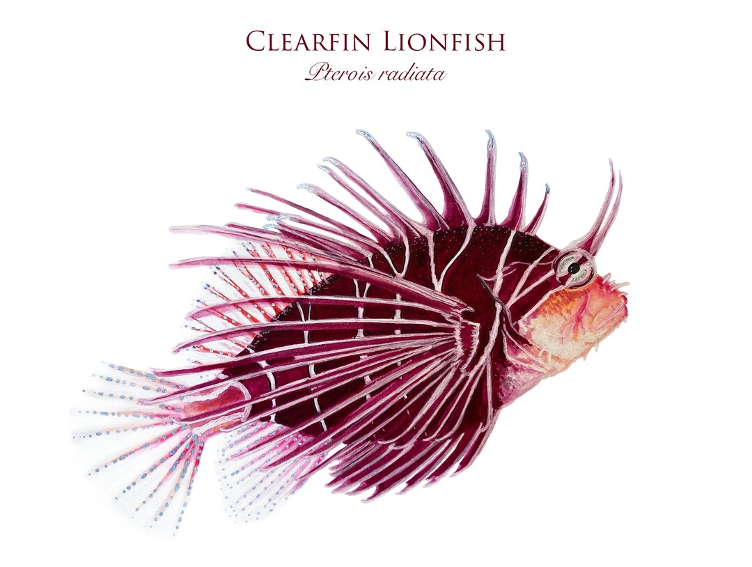 Clearfin Lionfish Illustration Art Print / Lionfish Art - Etsy