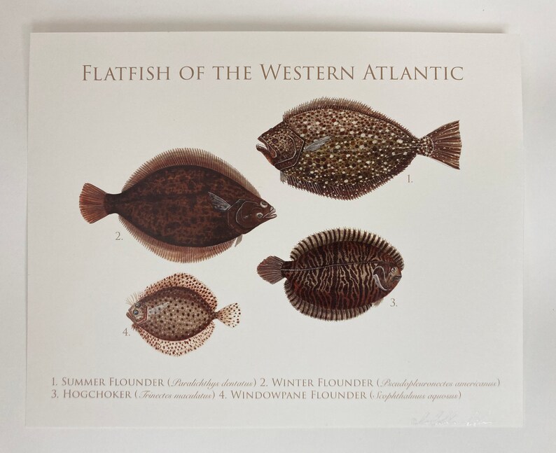 Flatfish Original Art Print - Etsy
