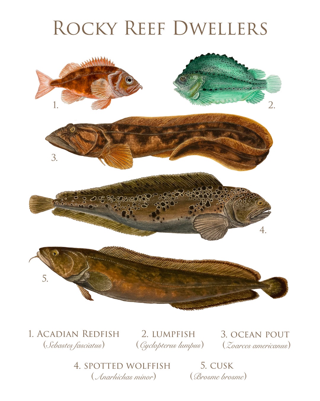 Gulf of Maine Rocky Reef Fish Poster/print - Etsy