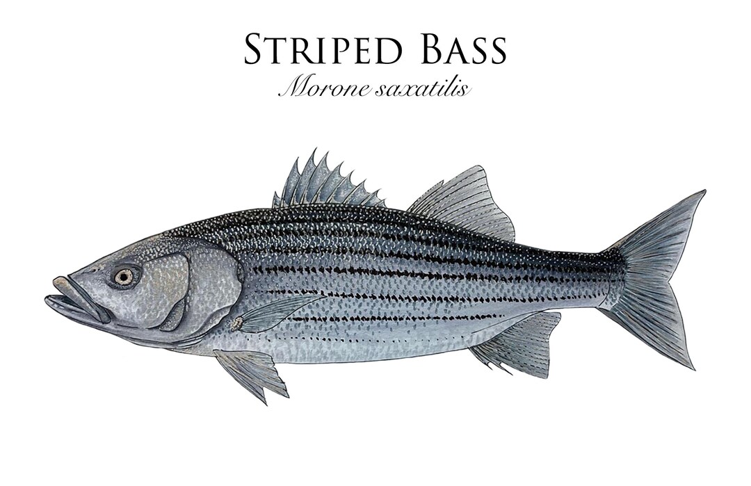 Striped Bass Illustration Art Print - Etsy