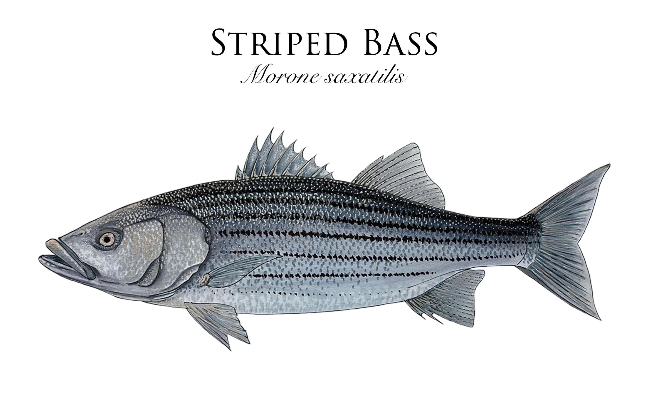 Striped Bass Illustration Art Print - Etsy