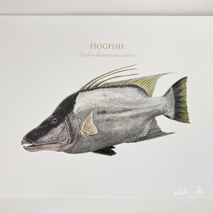 Hogfish Illustration Art Print - Etsy