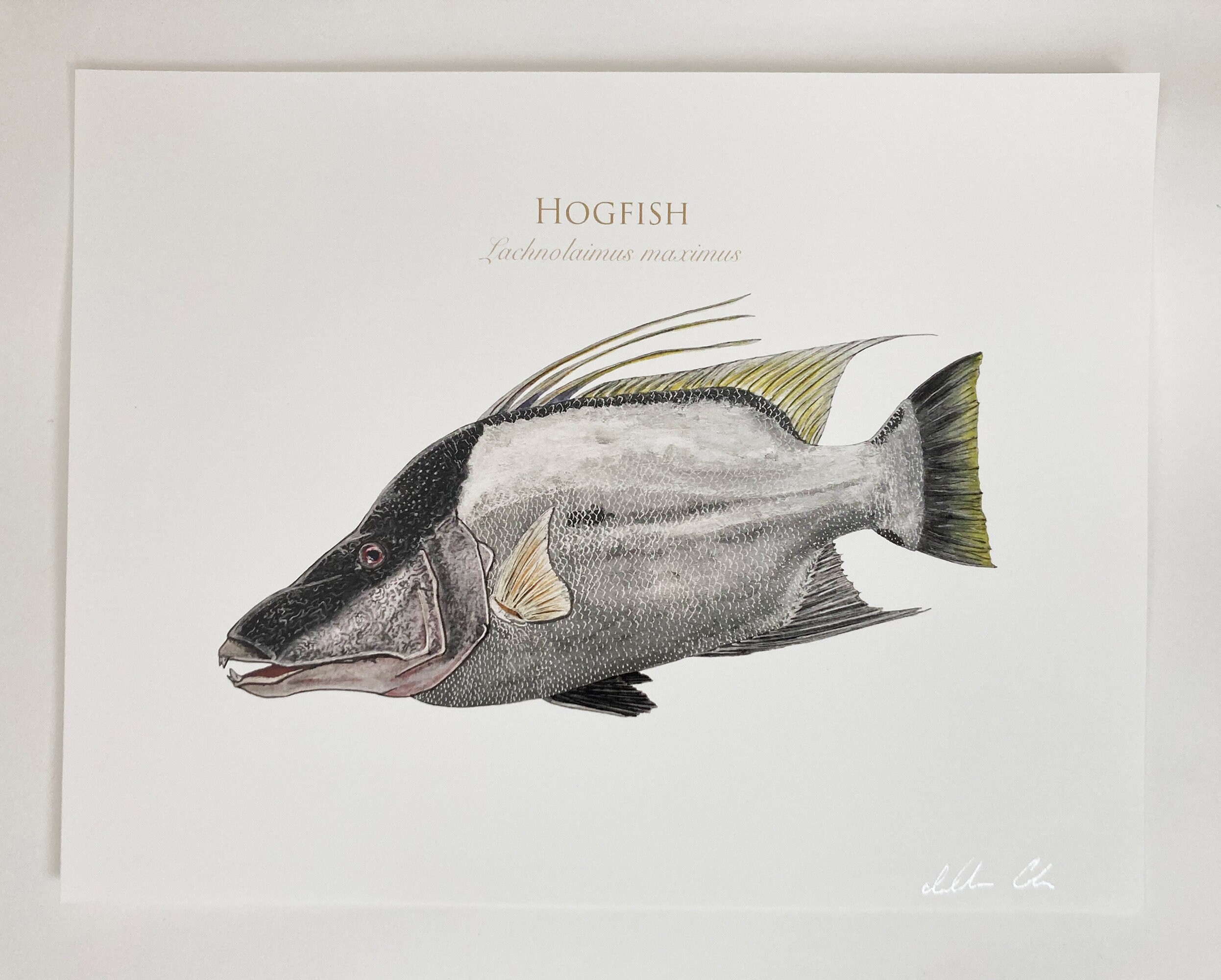 Hogfish Illustration Art Print - Etsy