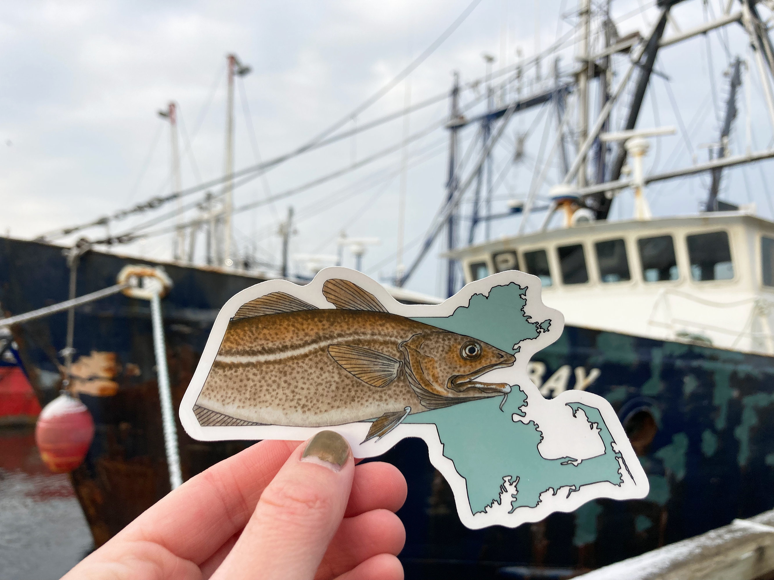 Massachusetts State Fish Sticker/atlantic Cod Decal - Etsy