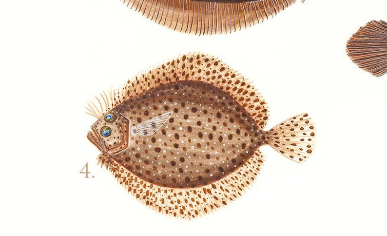 Flatfish Original Art Print - Etsy