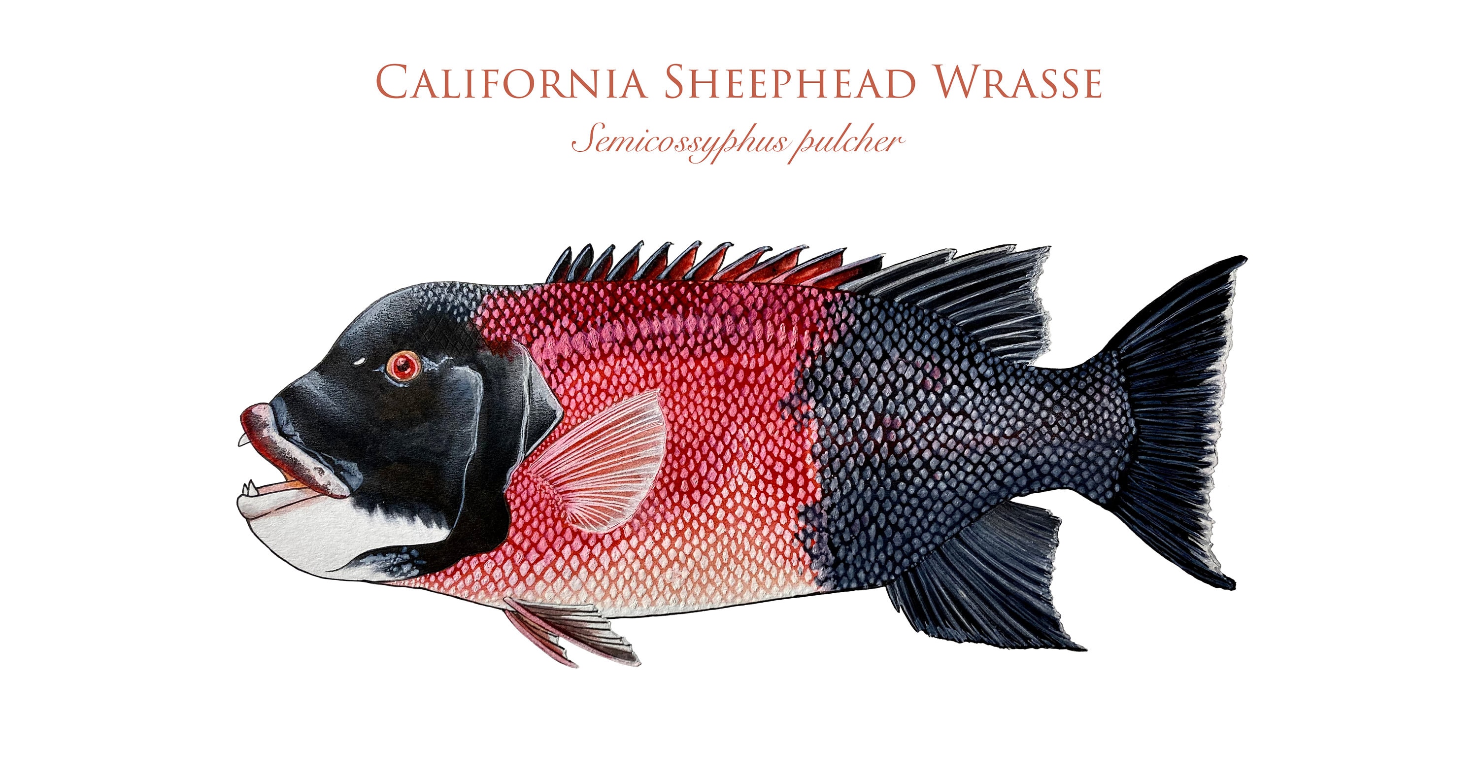 California Sheephead Wrasse Illustration Art Print - Etsy