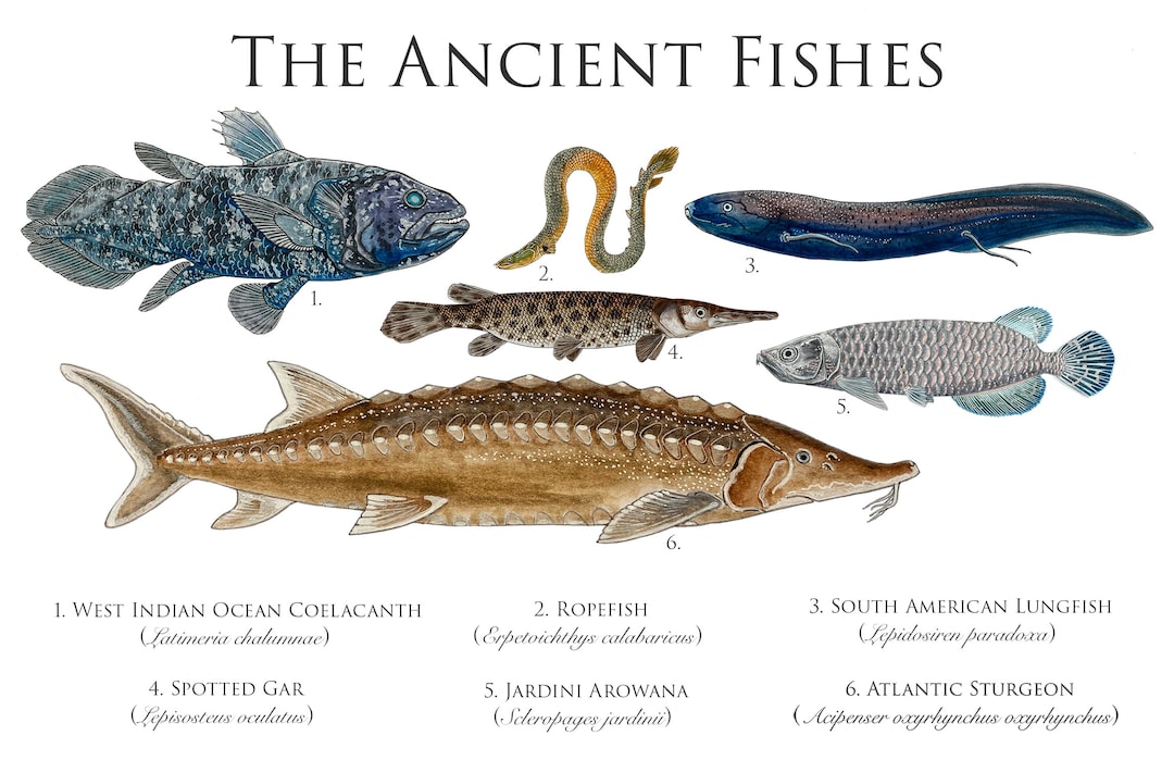 Ancient Fishes Illustration Art Print - Etsy