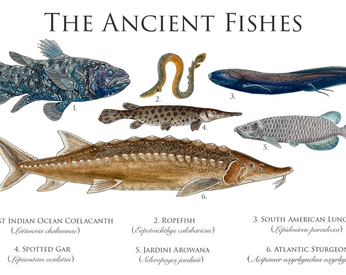 Ancient Fishes Illustration Art Print - Etsy