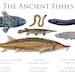 Ancient Fishes Illustration Art Print - Etsy