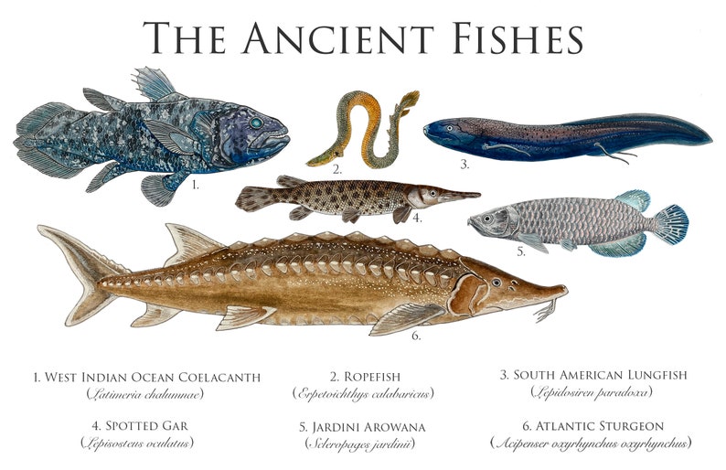 Ancient Fishes Illustration Art Print - Etsy