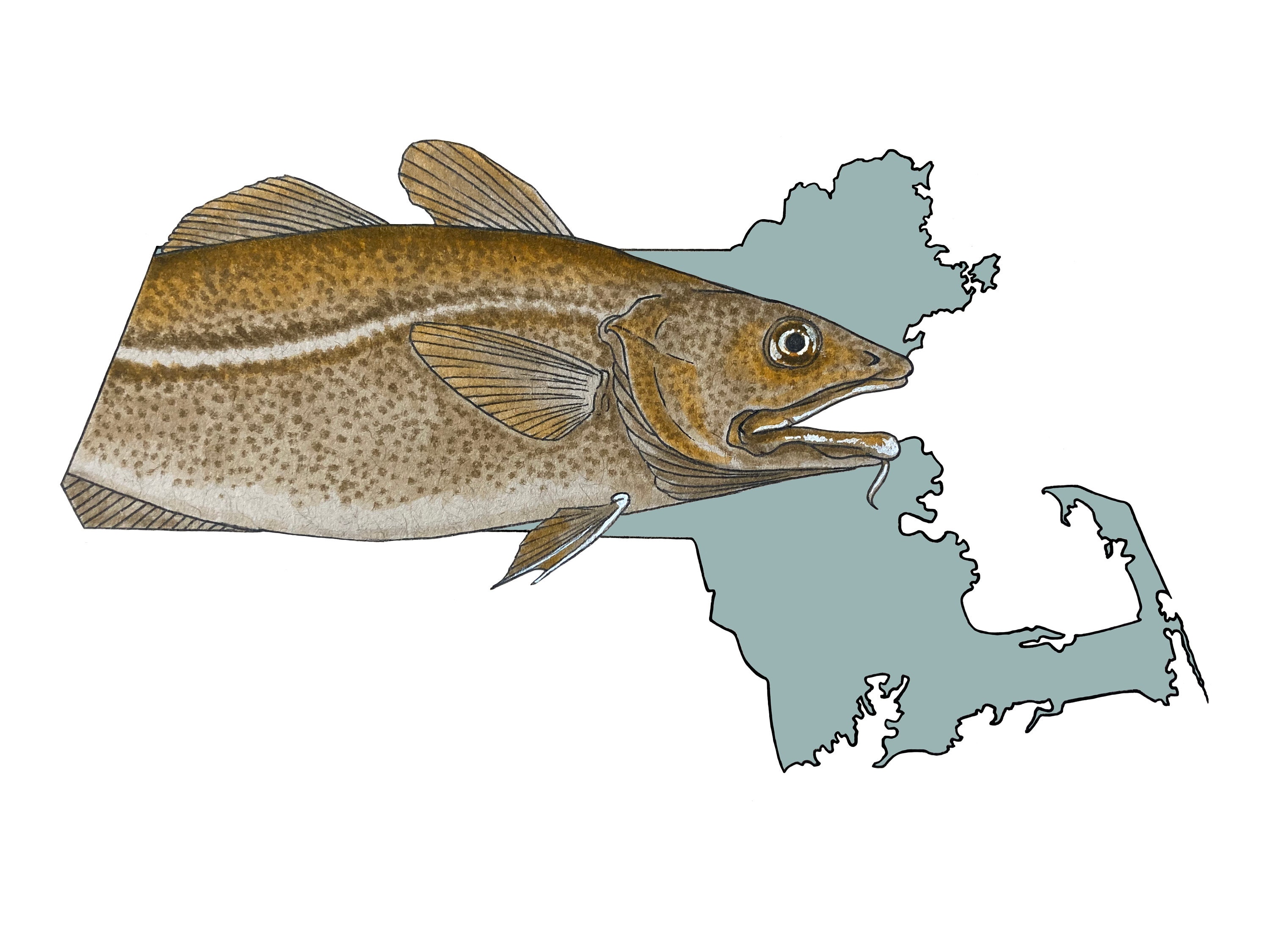 Massachusetts State Fish Sticker/atlantic Cod Decal - Etsy