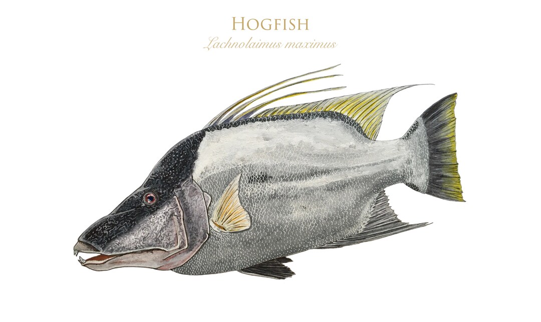 Hogfish Illustration Art Print - Etsy