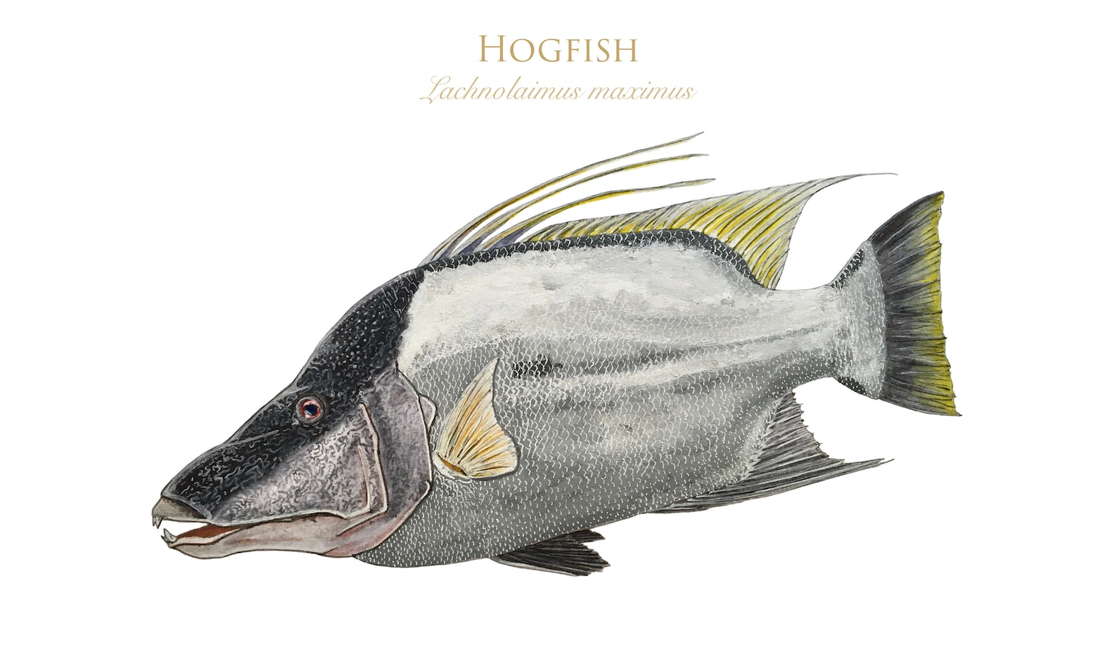Hogfish Illustration Art Print - Etsy