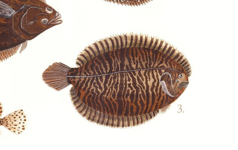 Flatfish Original Art Print - Etsy