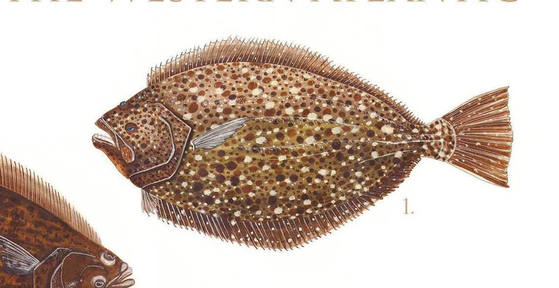 Flatfish Original Art Print - Etsy