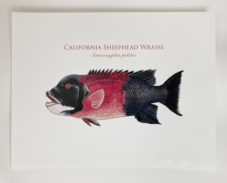 California Sheephead Wrasse Illustration Art Print - Etsy