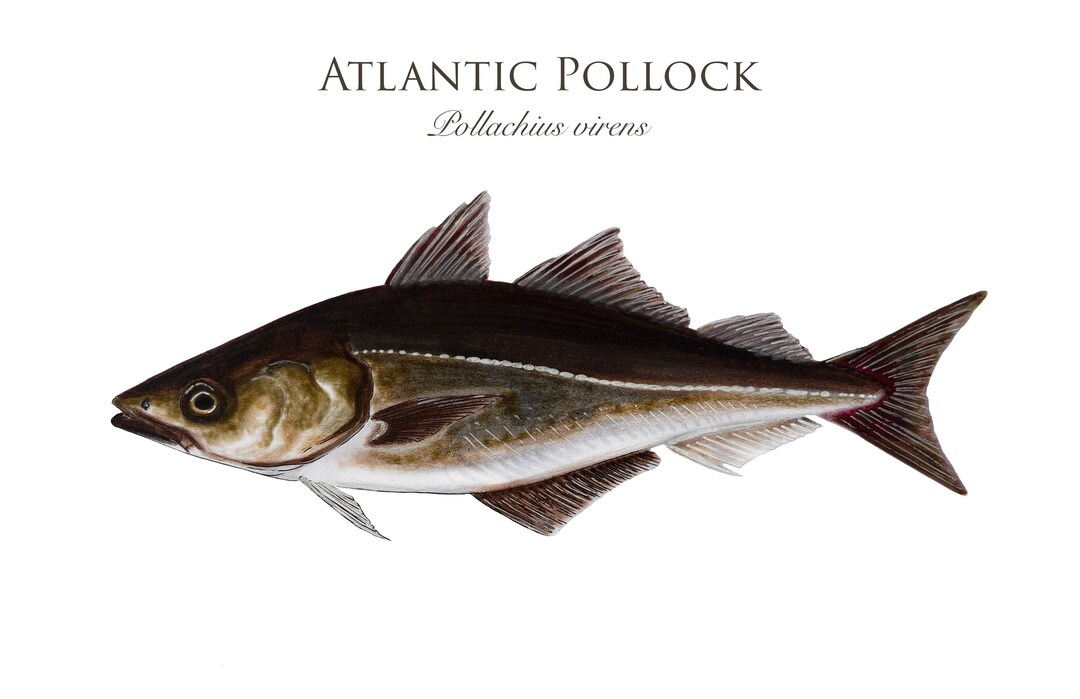 Atlantic Pollock Biological Illustration Art Print - Etsy
