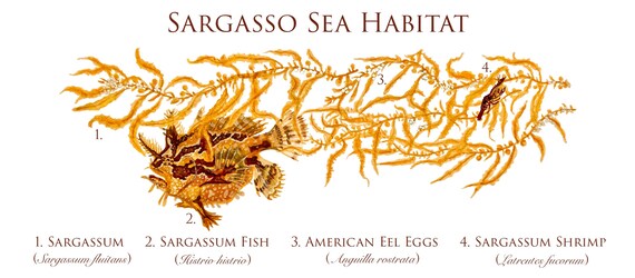 Sargasso Sea Biodiversity Art Print | Etsy