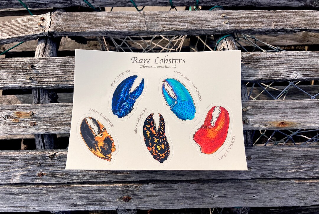 Rare Lobster Colors Sticker Sheet / Lobster Claw Decals - Etsy