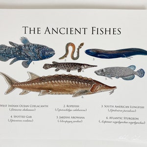 Ancient Fishes Illustration Art Print - Etsy