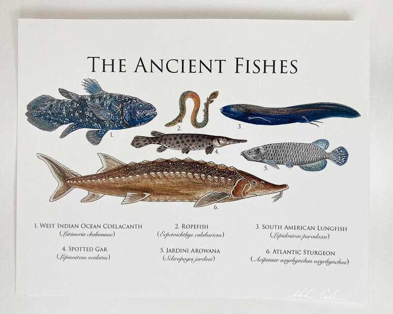 Ancient Fishes Illustration Art Print - Etsy