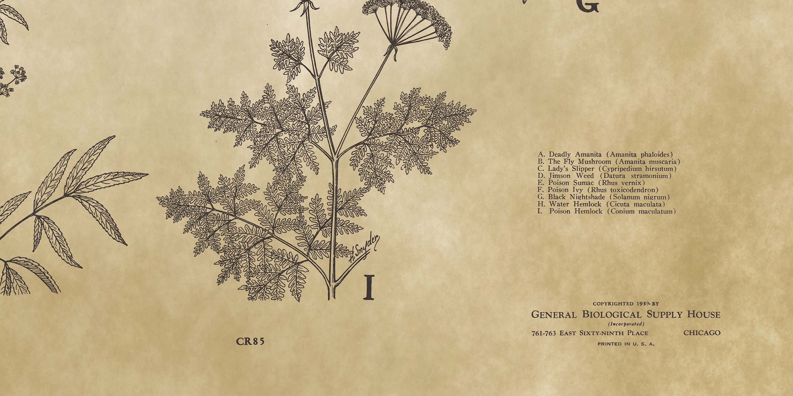 POISONOUS PLANTS Scientific Poster Chart VINTAGE Print 1939 Classroom ...