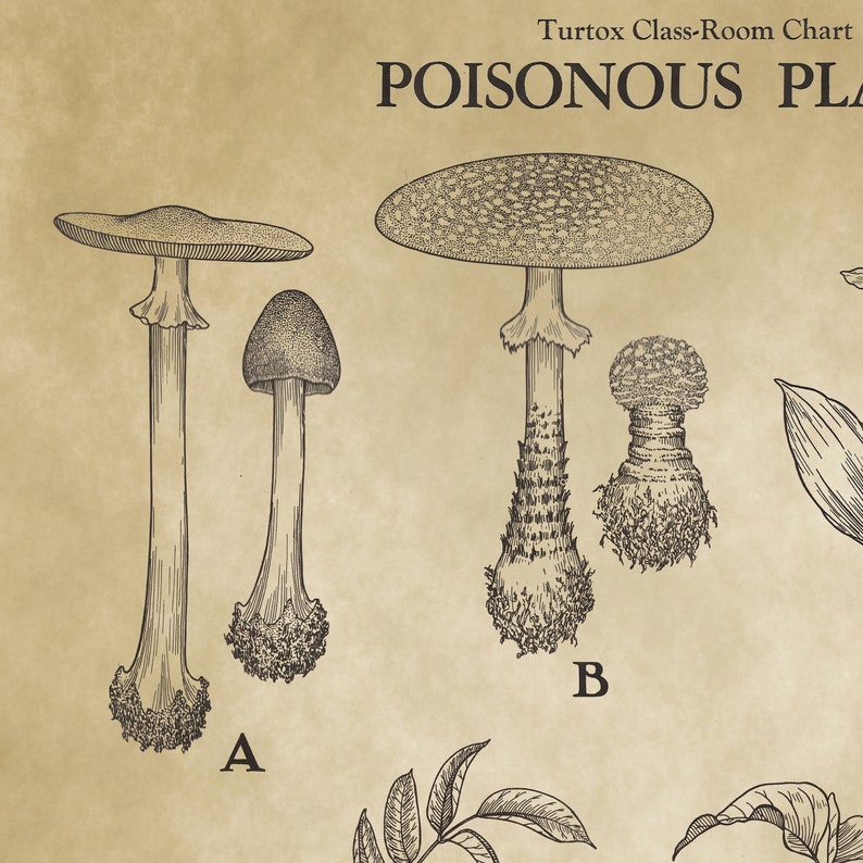 POISONOUS PLANTS Scientific Poster Chart VINTAGE Print 1939 Classroom ...