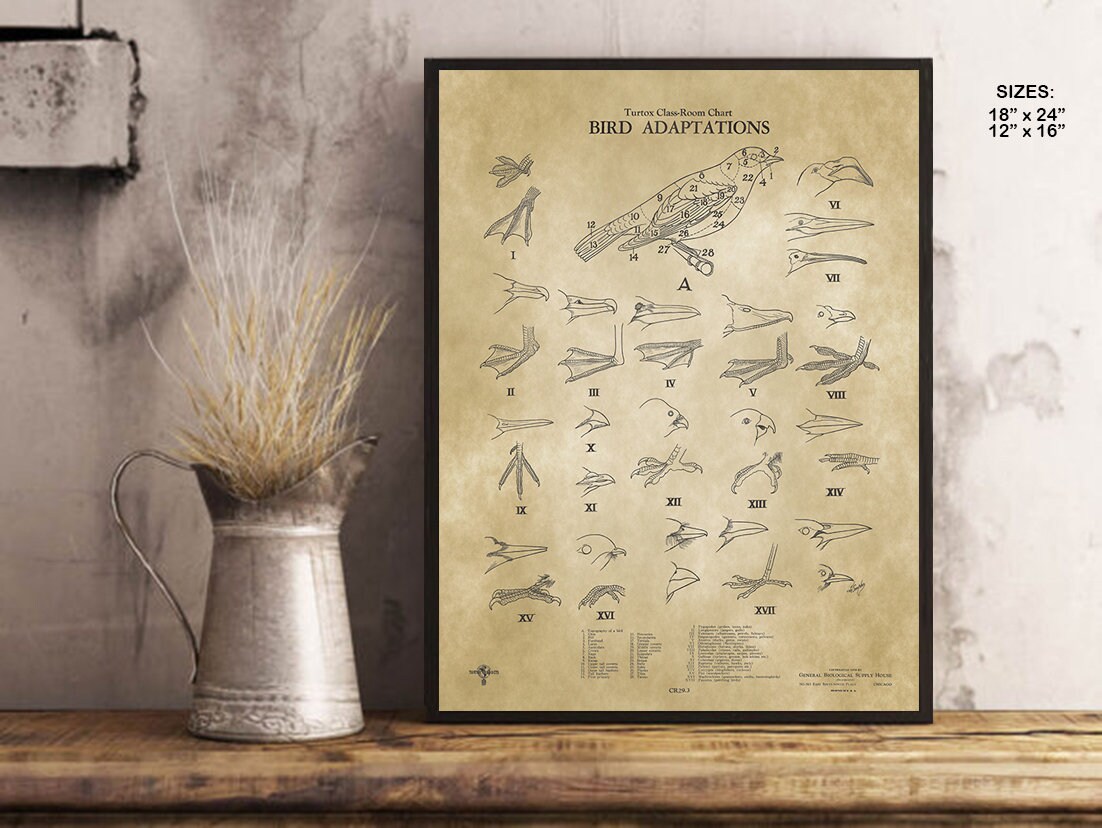 BIRD ADAPTATIONS Scientific Poster Chart VINTAGE Print 1938 Classroom ...
