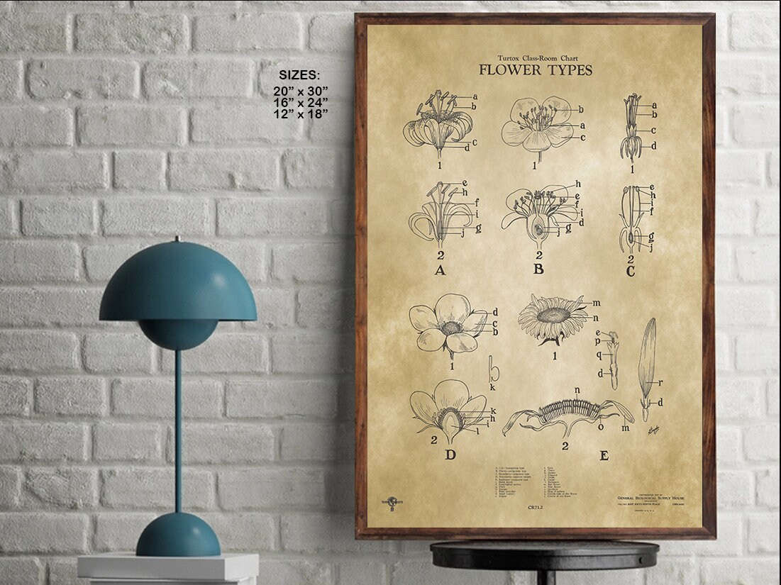 FLOWER TYPES Scientific Poster Chart VINTAGE Print 1937 Classroom ...