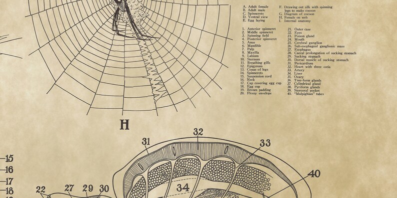 SPIDER ANATOMY - ARGIOPE Scientific Poster Chart Vintage Print 1939 ...