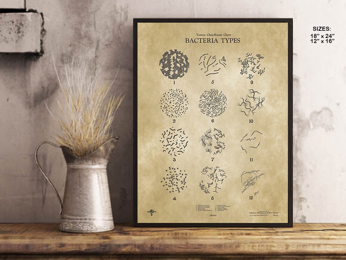 BACTERIA TYPES Scientific Poster Chart VINTAGE Print 1937 Classroom ...