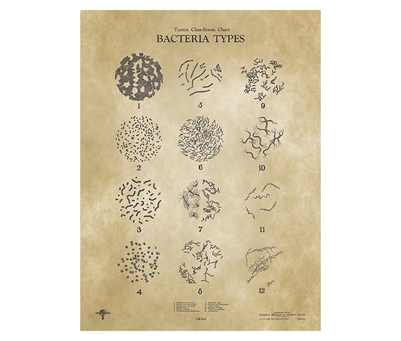 BACTERIA TYPES Scientific Poster Chart VINTAGE Print 1937 | Etsy