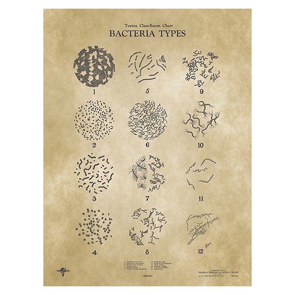 Biology Poster - Etsy