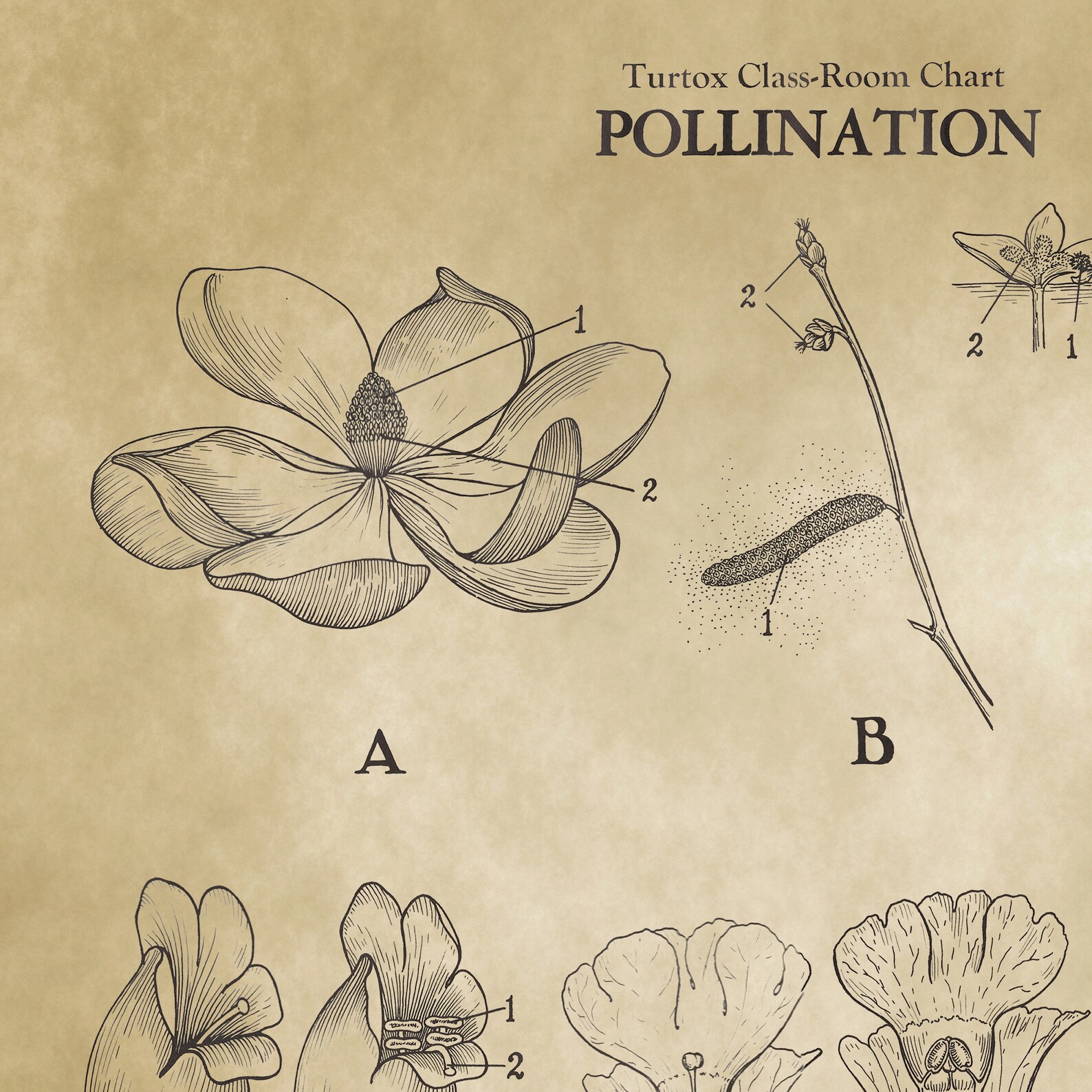POLLINATION Scientific Poster Chart VINTAGE Print 1940 Classroom ...