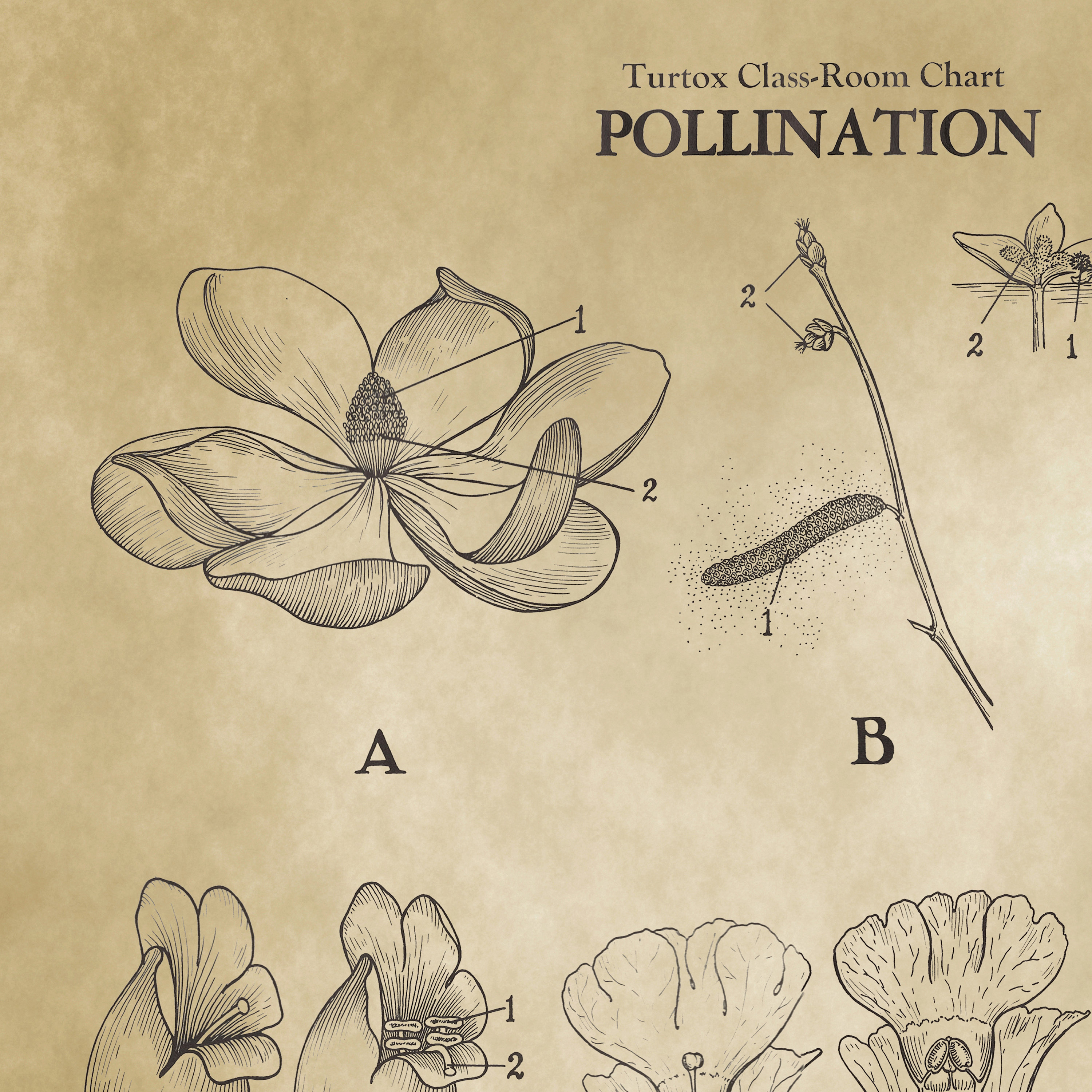 POLLINATION Scientific Poster Chart VINTAGE Print 1940 Classroom ...
