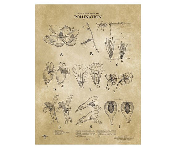 POLLINATION Scientific Poster Chart VINTAGE Print 1940 | Etsy