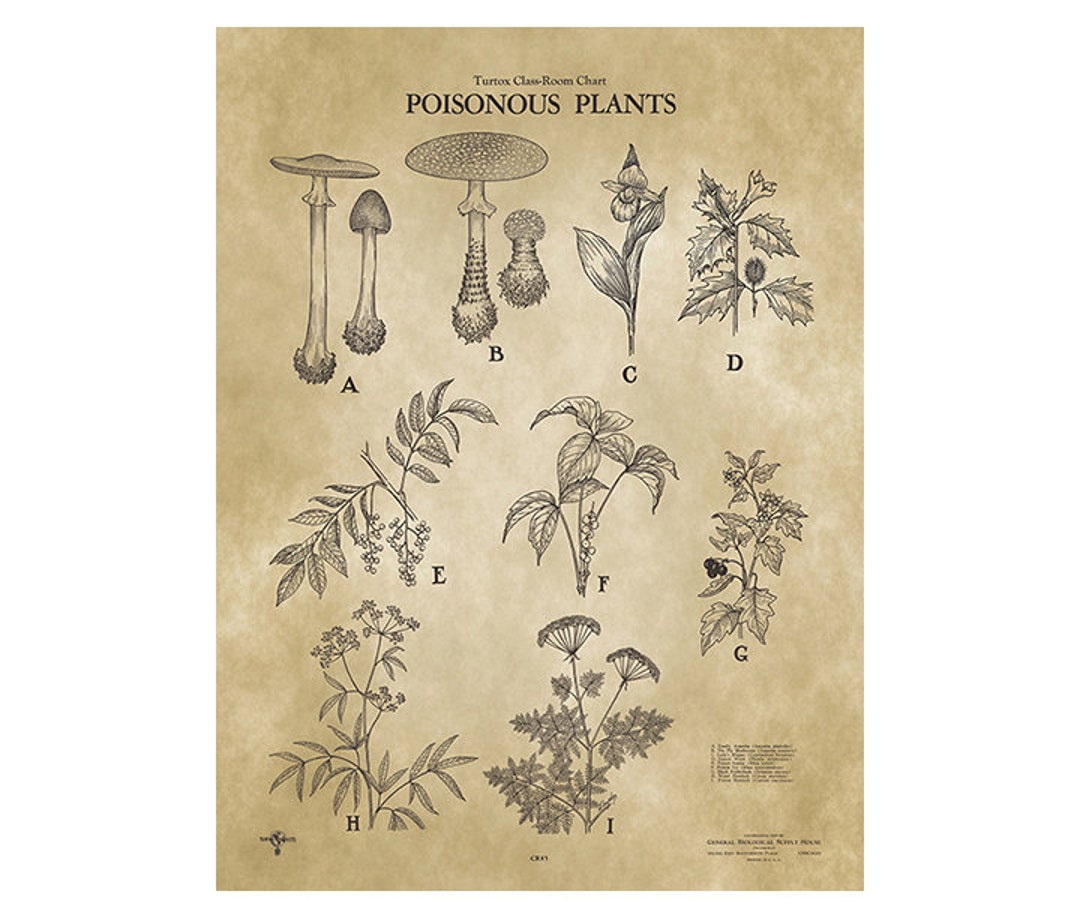POISONOUS PLANTS Scientific Poster Chart VINTAGE Print 1939 Classroom ...
