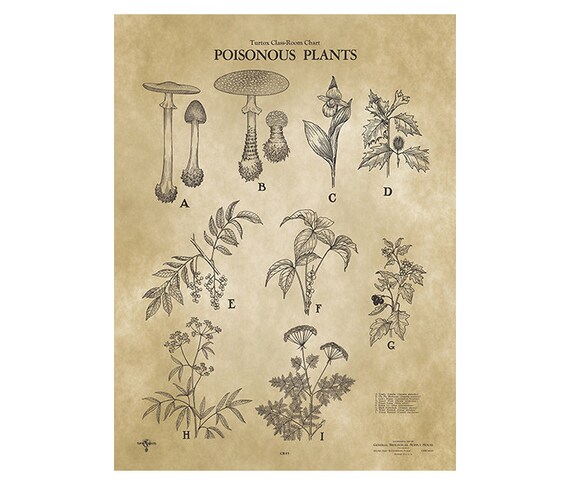 POISONOUS PLANTS Scientific Poster Chart VINTAGE Print 1939 | Etsy