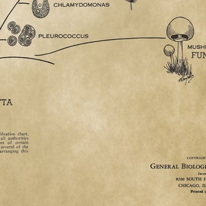PLANT KINGDOM Scientific Poster Chart VINTAGE Print 1939 Classroom ...