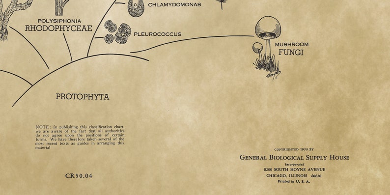 PLANT KINGDOM Scientific Poster Chart VINTAGE Print 1939 Classroom ...